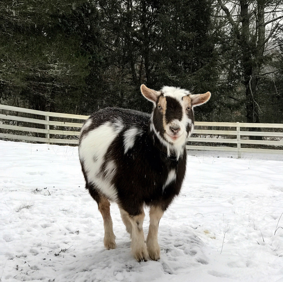 Mission Statement – Clover Ridge Animal Sanctuary