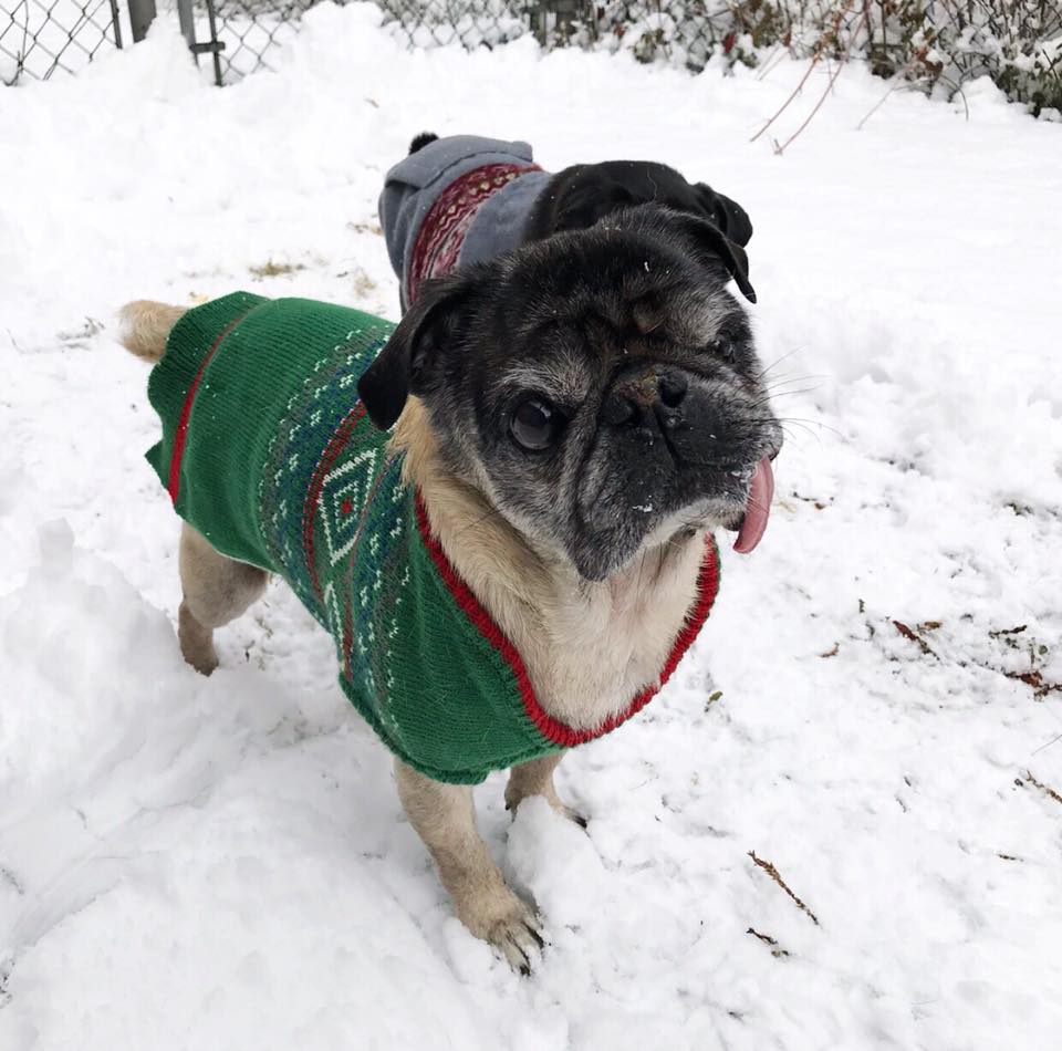 Our Animals – Clover Ridge Animal Sanctuary