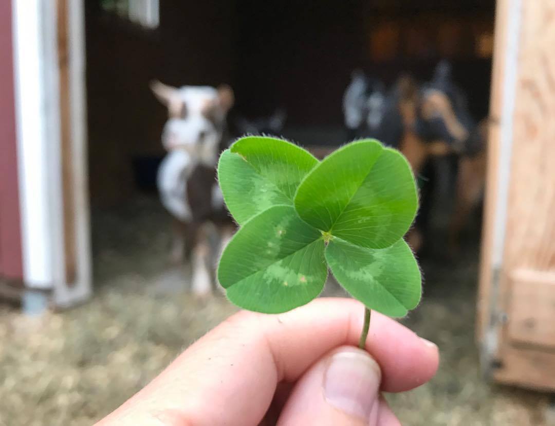 Support – Clover Ridge Animal Sanctuary